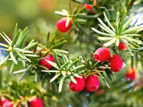 Yew Planting Pruning And Caring For Yew Including Topiary