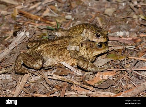 Reproductive Behaviour Of A Couple Of European Common Toad Mating