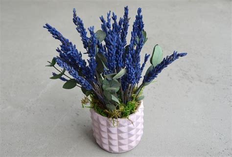 Маленька лаванда — ціна 600 грн у каталозі Кімнатні рослини Купити товари для дачі та саду за