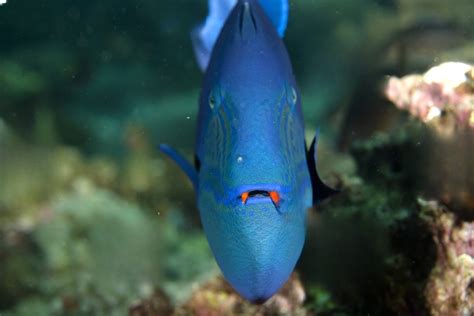 Niger Triggerfish A Super Healthy Fish For Your Marine Aquarium