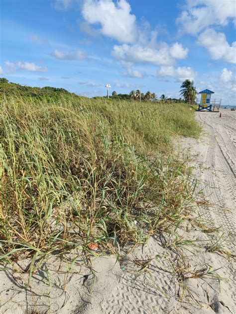 Bitter Panicgrass Search Native Plant Hub