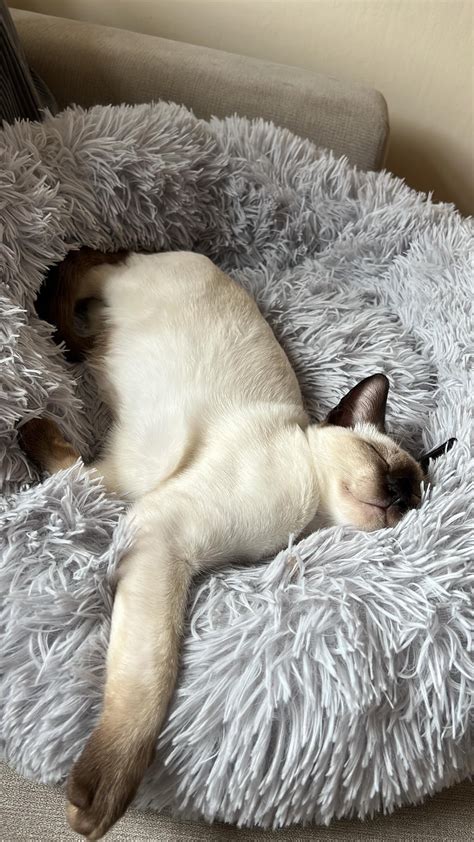 My Ragamese Boy Tuco Rsiamesecats