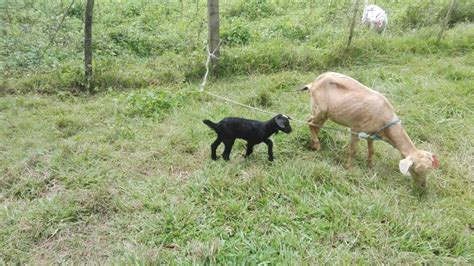 Growth Vs Development Which Comes First By 钟建英