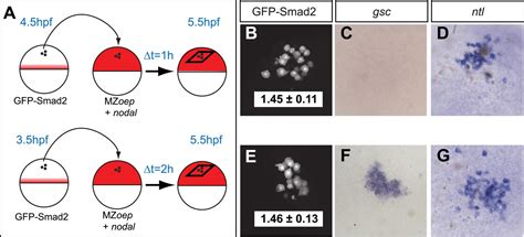 Figures And Data In Response To Nodal Morphogen Gradient Is Determined