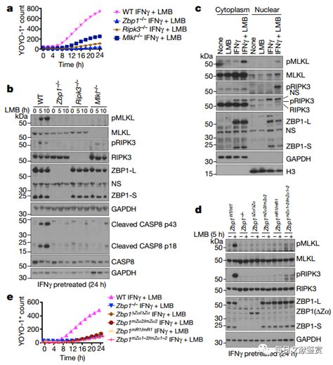 Nature Zbp1与细胞“自杀” 黄灿华教授 实验室