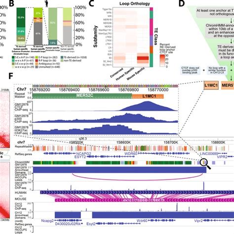 contribution of repeats to loop anchor and tad boundary ctcf sites