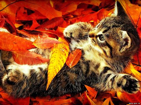 350 1920x1080 Hd шпалери на робочий стіл Коти Скачати Безкоштовно обої