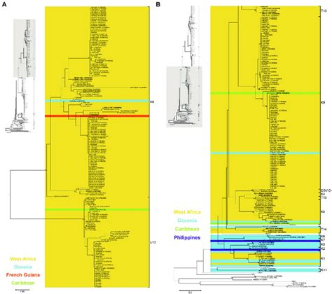 Bootstrap Consensus Phylogenetic Tree Using Maximum Likelihood Method Download Scientific