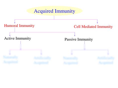 Solution Immunology Types Of Immunity Presentation Studypool
