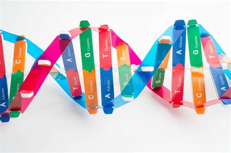 Dna Molecule Spiral Structure Model Isolated On White Background