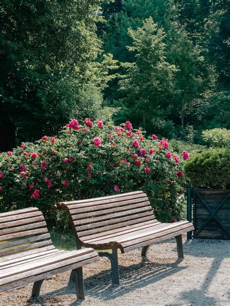 경치 고요한 공공 공원 공원 공원 정원 관목 그림자 꽃 꽃무늬 꽃이 피는 나무 나뭇잎 녹지 도시 성격 레저 레크리에이션 지역 로즈 부시 목본