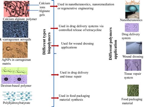 The Application Of Biopolymers In Different Industrial Sectors