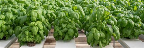 Basil Greenhouse Production