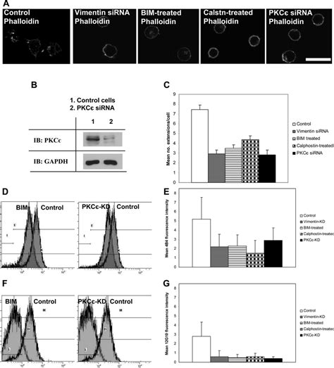 Vimentin Phosphorylation Is Required For 1 Integrin Expression
