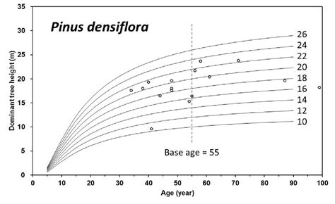 Site Index Curve Of Chapman Richards Model For Pinus Densiflora With