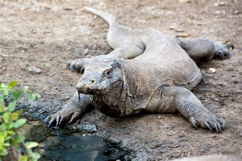Komodo Dragon Komodo National Park World Heritage Site Stock Image Image Of Park Asia
