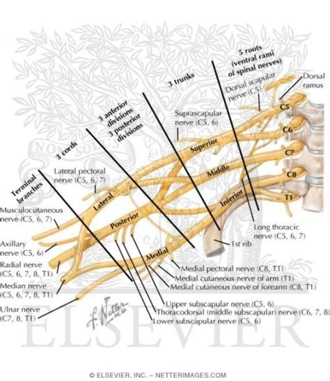 Brachial Plexus Schema