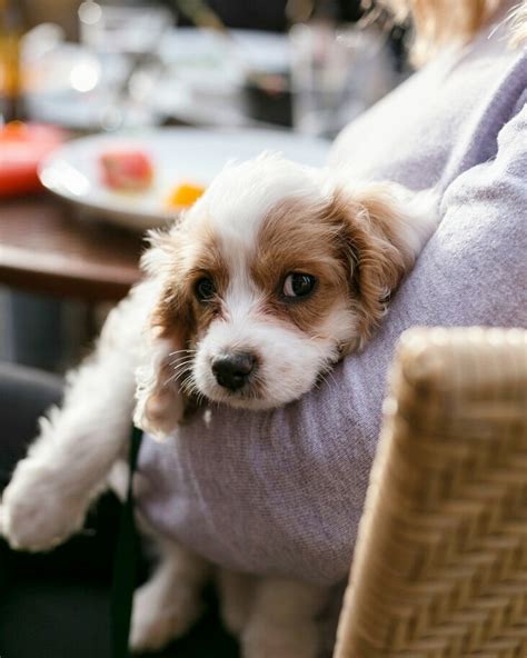 Meet Efi 10 Week Old Cockapoo Looks More Cocker Than Poodle Scrolller