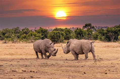 Rhinos In Africa Rhino Poaching On The Rise In South Africa Where 499