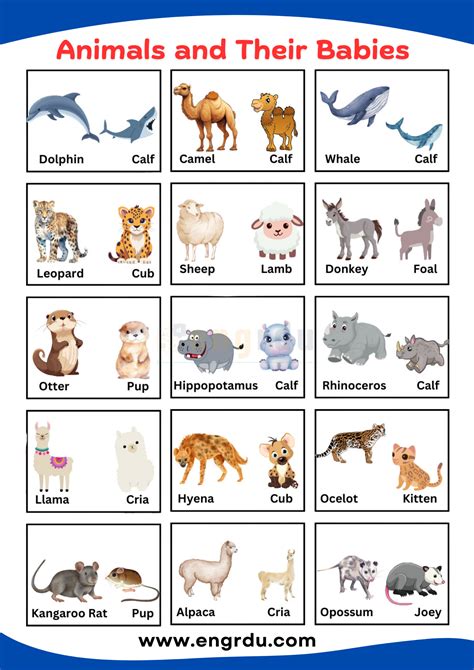 Animals And Their Babies Names With Pictures In English Engrdu