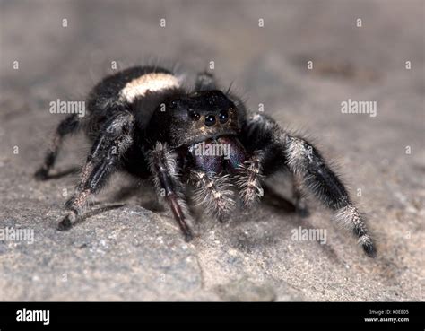 Regal Jumping Spider Phyddipus Regius Female Largest Species Of