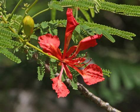 Flor Delonix Regia Delonix Regia Flame Tree Royal Poiniciana