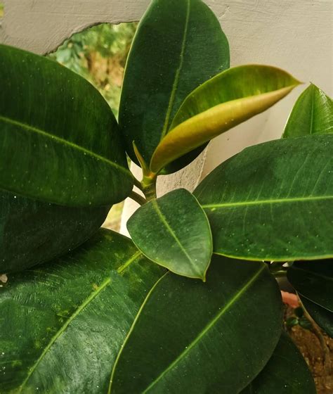 11 Tiny Ficus Trees That Fit Small Spaces Houseplant Alley