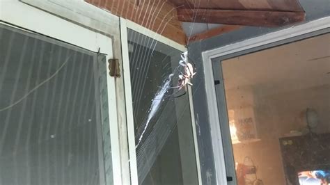 Zipper Spider Making His Zipper R Spiders