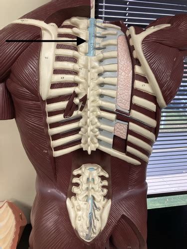 Lab Terms Spinal Cord And Reflexes Flashcards Quizlet