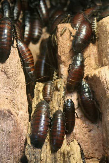 Why Do Cockroaches Go In Your Ears