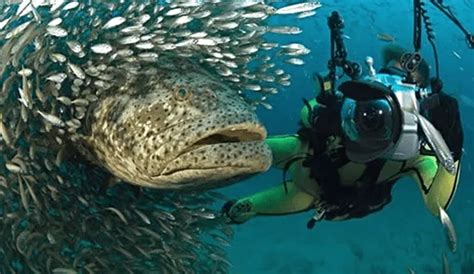 Youtube Viral Extraña Criatura Marina Aparece En Selfie De Buzo