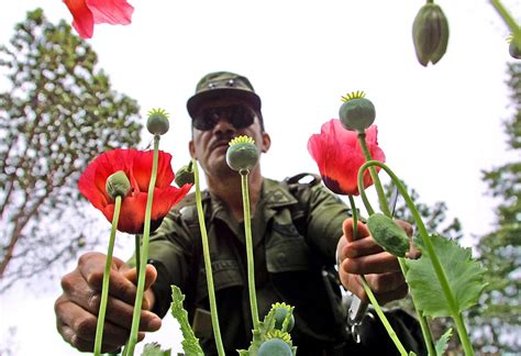 Drones And Missiles Cant Solve Americas Drug Problem Bloomberg