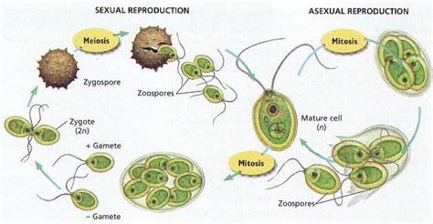Algal And Fungal Protist Biology Junction