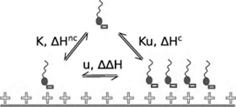 Sketch Of The Three Equilibria Involved In The Binding Of Ionic Download Scientific Diagram