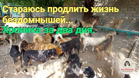 Стараюсь продлить жизнь бездомнышей...Хроника за два дня. - YouTube