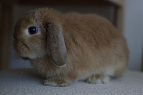 9 Lovable Lop Eared Rabbit Breeds With Info And Pictures Pangovet