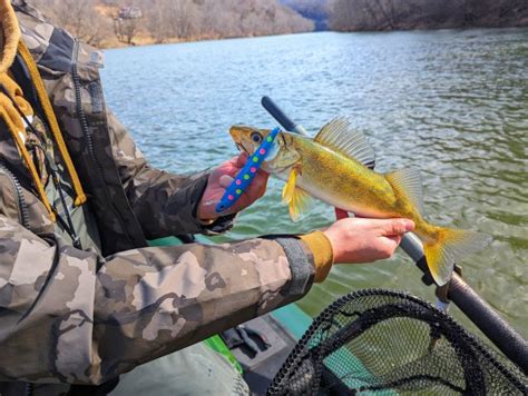 Beautiful And Delicious Unique Virginia Fish Is On The Run Wric Abc
