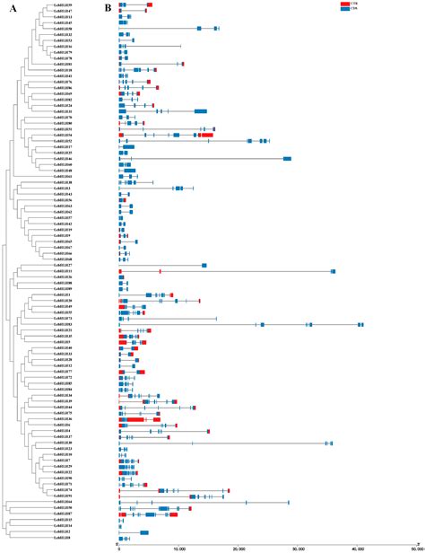 Genomic Survey And Cold Induced Expression Patterns Of Bhlh Transcription Factors In