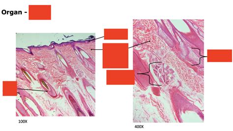 Scalp Diagram Quizlet