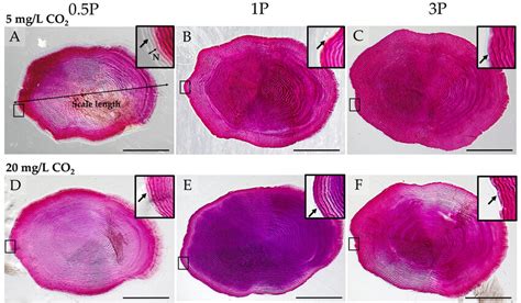 Scale Morphometry Representative Samples Of Scales Stained With