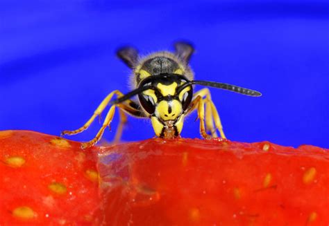 This Is How To Stop Wasps Spoiling Your Picnic