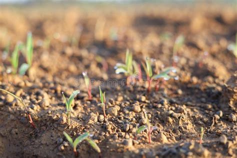 Grass Seedlings Growing Sweet Jumbo Stock Image Image Of Leaf Soft
