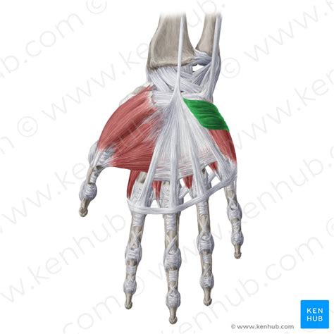 Palmaris Brevis Attachments Innervation And Function Kenhub