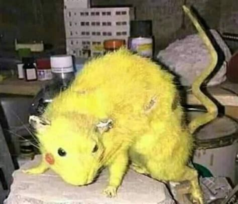 A Wild Pikachu Appeared Rpokemon