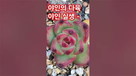휴일 마무리 잘 하시고 꿀잠요~ 임영웅 파종이 실생 다육 다유기 다육이 다육식물 반려식물 다육판매 다육이판매 다육이키우기 다육인스타그램 매혹이 청주