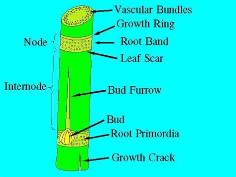 Single Bud Planting Method Of Sugarcane Rinterestingasfuck