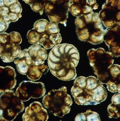 Lm Of Assorted Fossil Foraminifera Shells Photograph By Pasieka Fine Lm Of Assorted Fossil Foraminifera Shells Photograph By Pasieka Fine