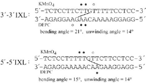 Figure 2 From Factors Affecting Dna Dna Interstrand Cross Links In The Antiparallel 3 ′ 3