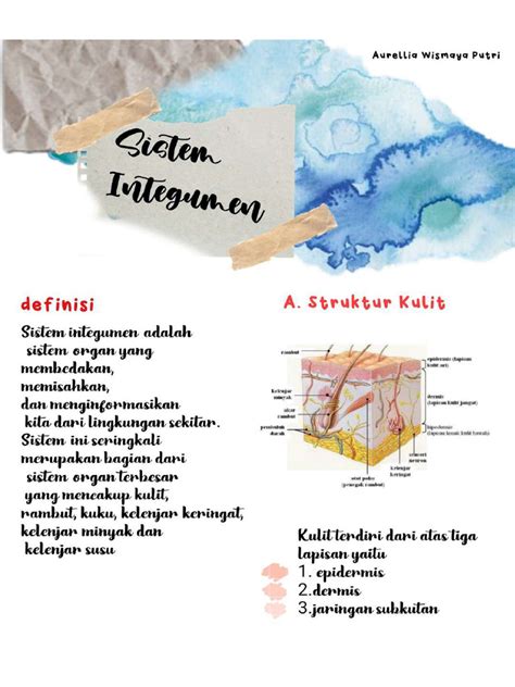 Sistem Integumen Pdf