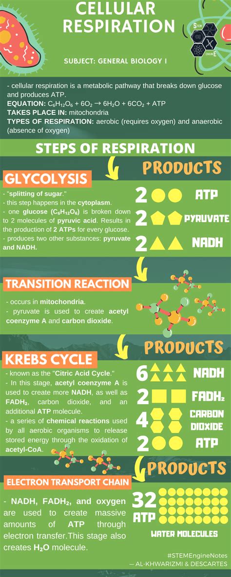 Stem Engine General Biology 1 Cellular Respiration Facebook